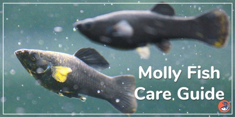27 Different Types of Molly Fish - AquariumNexus