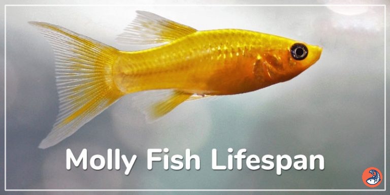 27 Different Types of Molly Fish - AquariumNexus