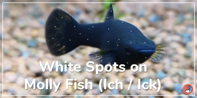 27 Different Types of Molly Fish - AquariumNexus