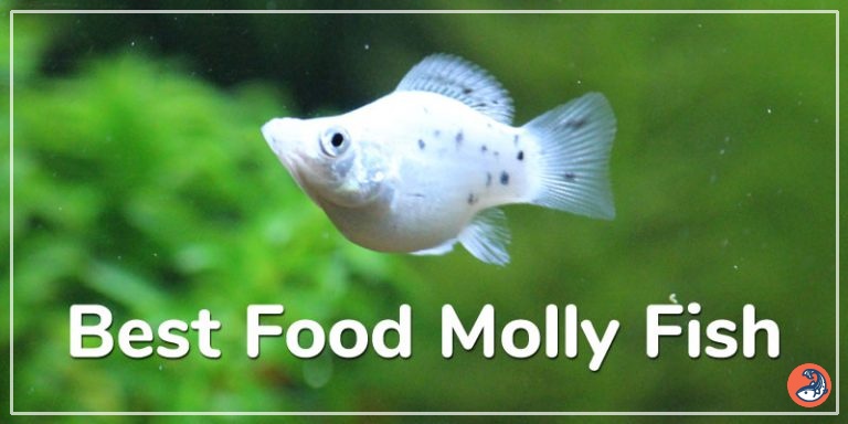 How to Breed Molly Fish - Beginner's Guide to Breeding Mollies