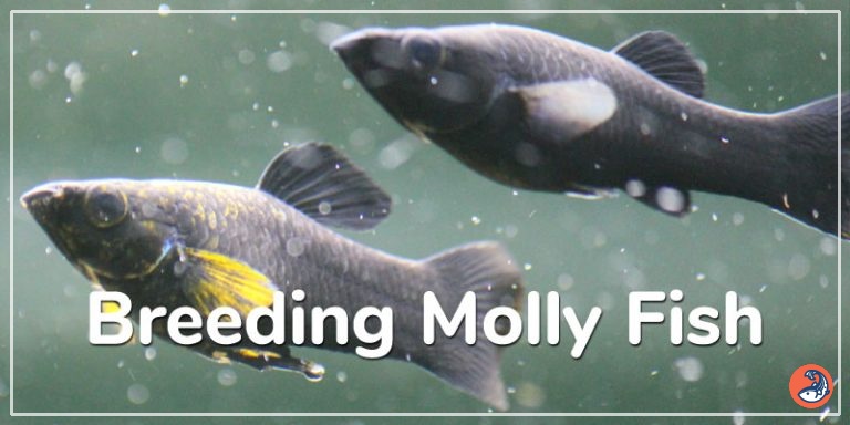 Molly Fish Fry Care - How to Care for Baby Mollies? - AquariumNexus