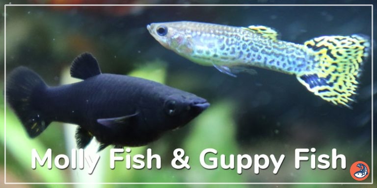 27 Different Types of Molly Fish - AquariumNexus