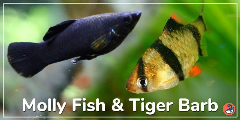 27 Different Types of Molly Fish - AquariumNexus