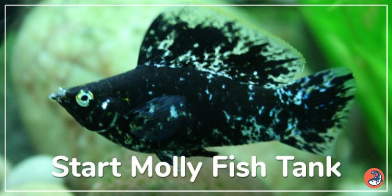 27 Different Types of Molly Fish - AquariumNexus