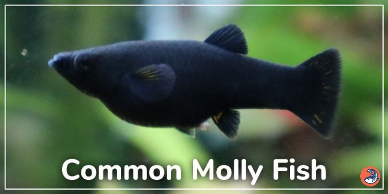 Do Mollies Eat Their Babies? Tips to Protect Molly Fry - AquariumNexus