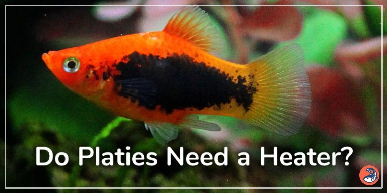 Best Food for Platy Fish - How to Feed Platies? - AquariumNexus
