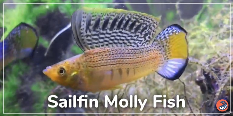 27 Different Types of Molly Fish - AquariumNexus