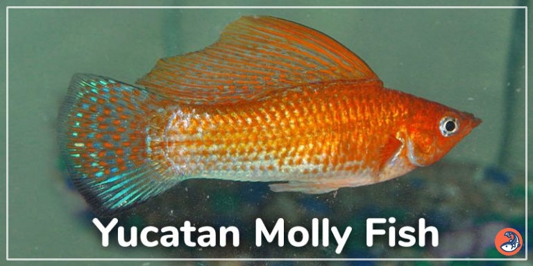 27 Different Types of Molly Fish - AquariumNexus