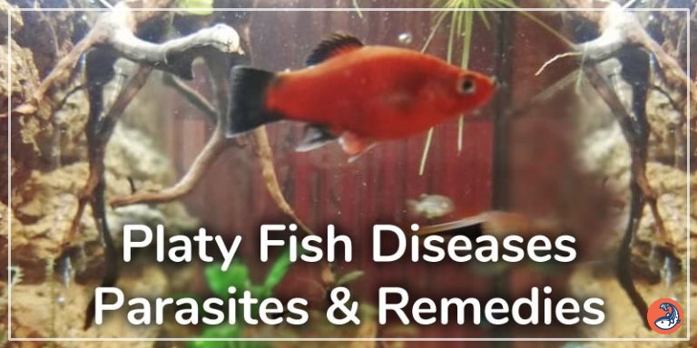16 Different Types of Platy Fish (With Pictures) - AquariumNexus