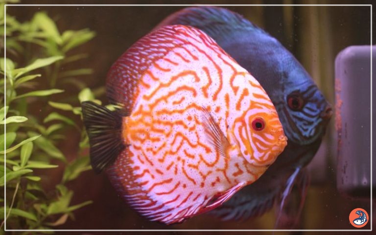 Discus Fish Care - The Ultimate Guide for Beginners - AquariumNexus