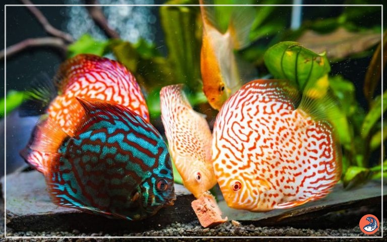 Discus Fish Care: Complete Guide for Beginners - AquariumNexus