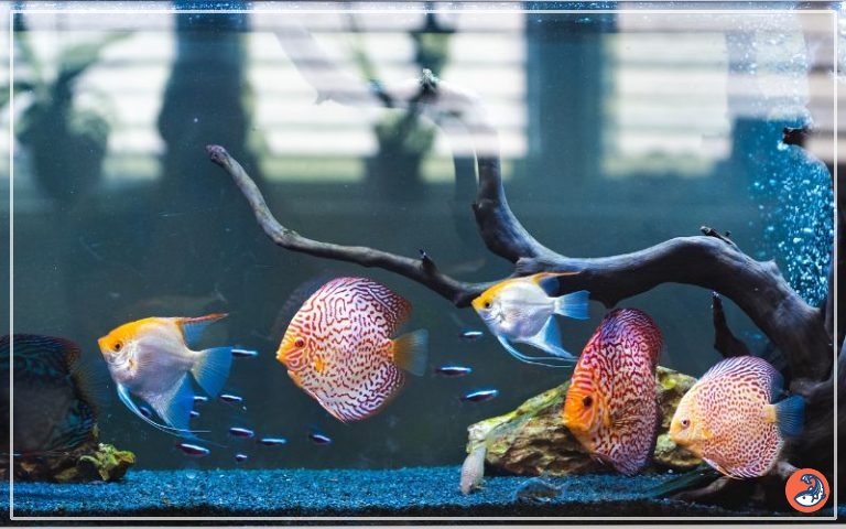 Standard Aquarium Sizes and Weights: Guide for Beginners - AquariumNexus