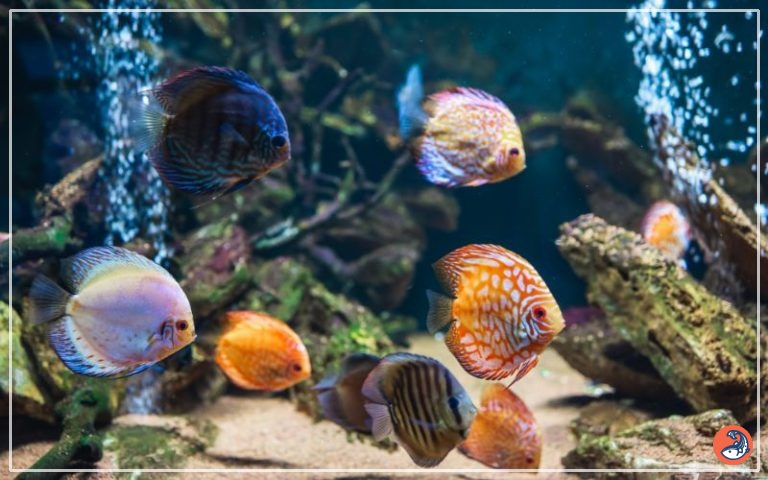 Discus Fish Care - The Ultimate Guide for Beginners - AquariumNexus