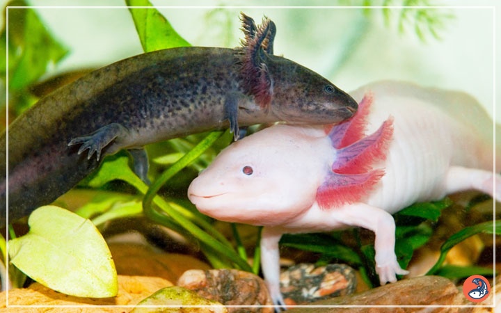 Axolotl Breeding Guide How To Breed Axolotls AquariumNexus Axolotl Breeding Guide How To Breed Axolotls AquariumNexus