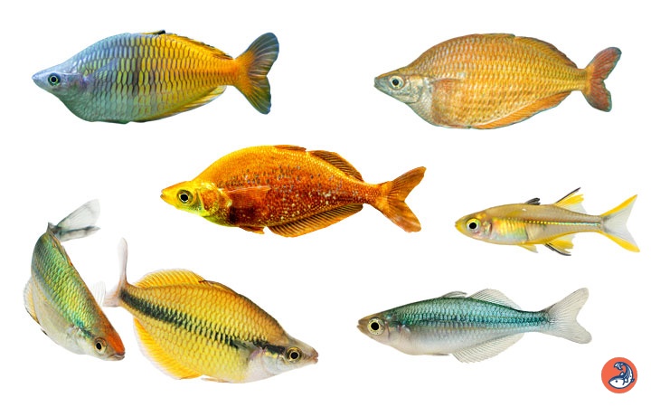 10 Rainbowfish Types Popular Colorful Varieties With Pictures AquariumNexus