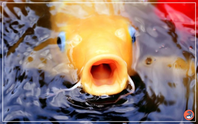 What is the Minimum Pond Size for Koi Carp? - AquariumNexus