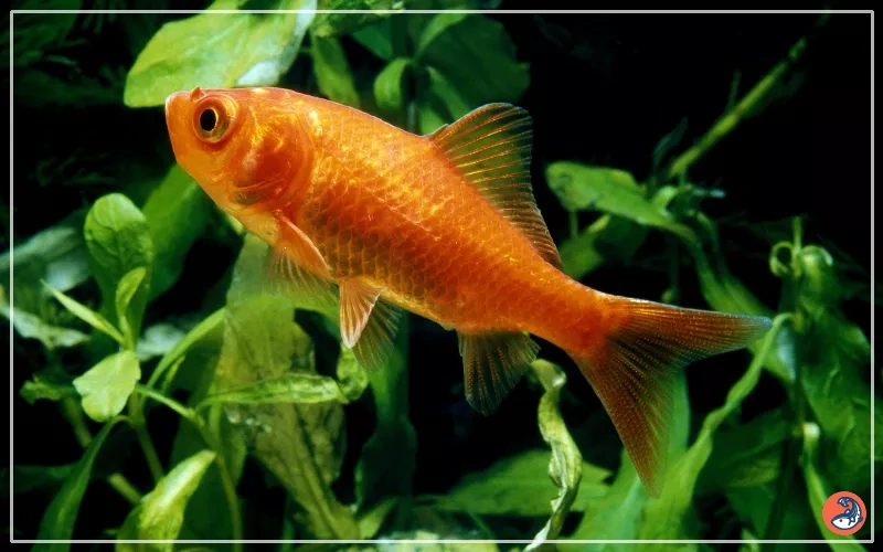 Common Goldfish Care Complete Guide For Beginners AquariumNexus