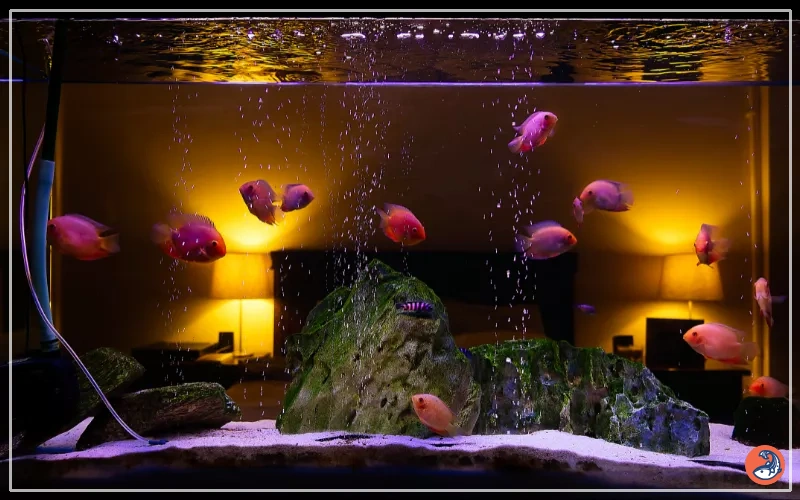 90 Gallon Tank Dimensions Comprehensive Guide AquariumNexus 90 Gallon Tank Dimensions Comprehensive Guide AquariumNexus